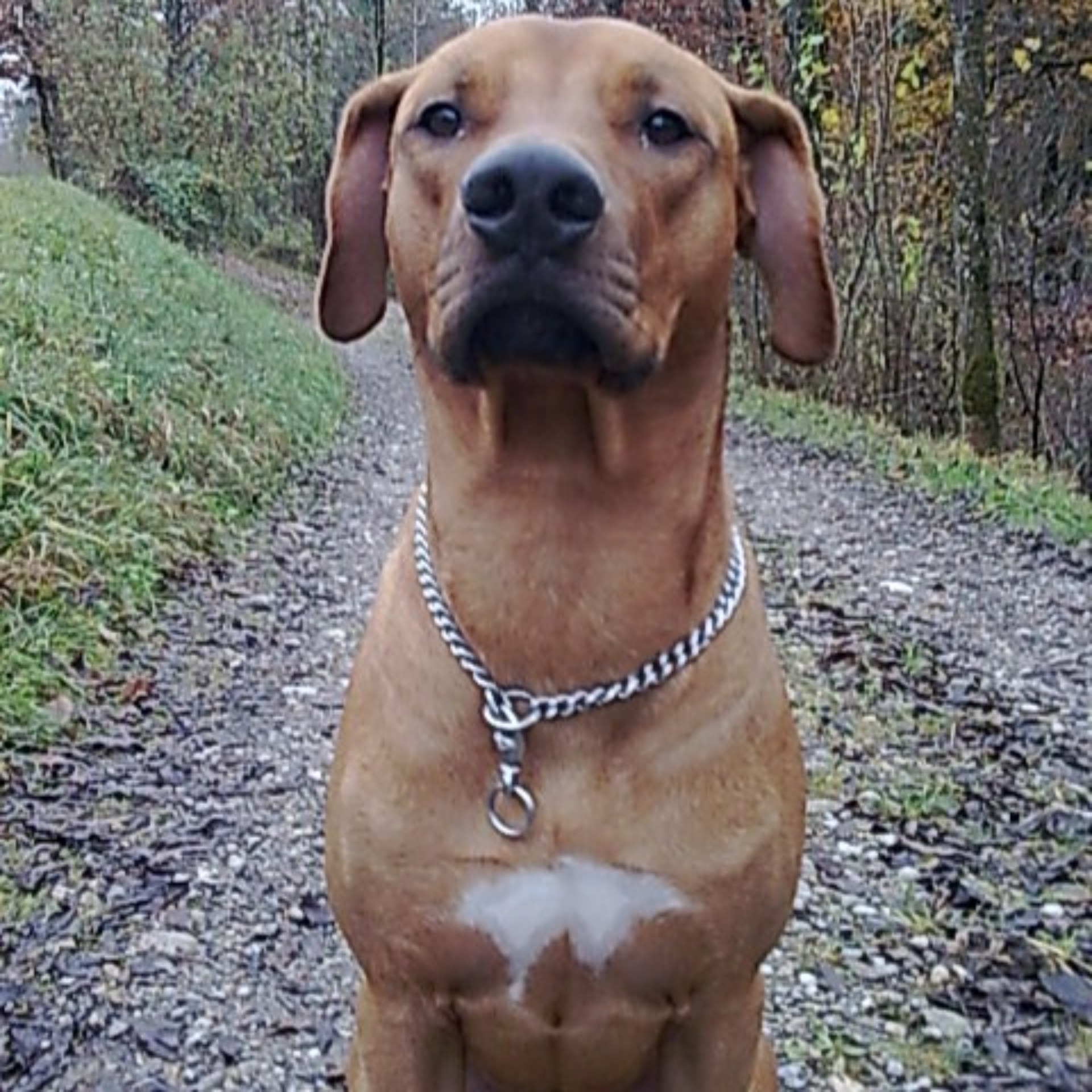 Chipo (2008 – 2019)